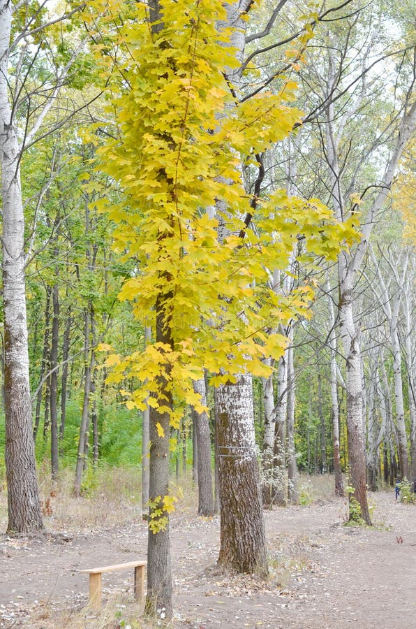 Birch Trees and Maple Trees in a Forest Stock Image - Image of concept ...