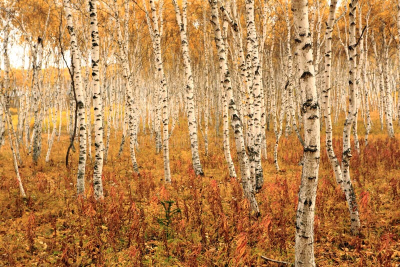The Birch Trees stock photo. Image of cloud, yellow, tree - 36805964