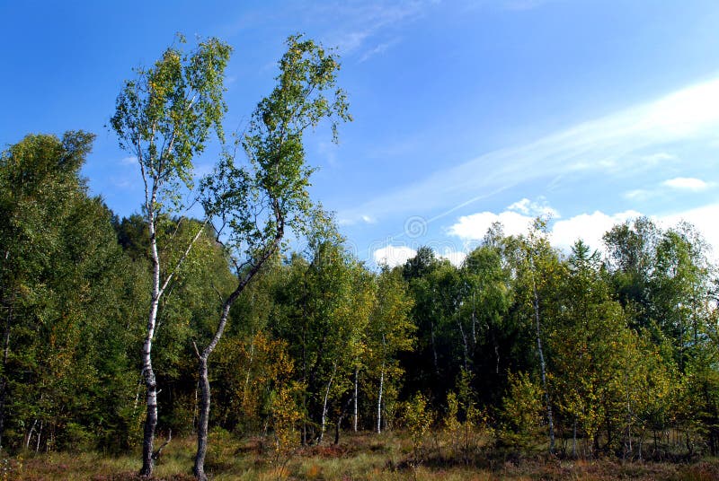 Birch trees and moor stock image. Image of moor, autumn - 11149823