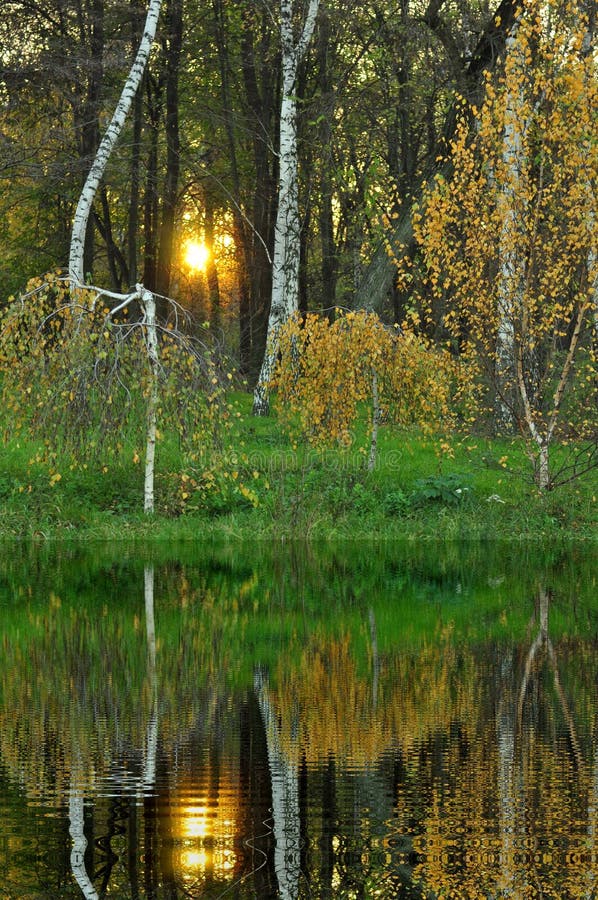 Birch trees near the water stock image. Image of trees - 60102459