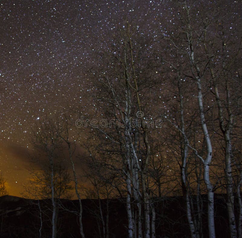 Birch Trees and the Night Sky Stock Image - Image of trees, night: 46820859