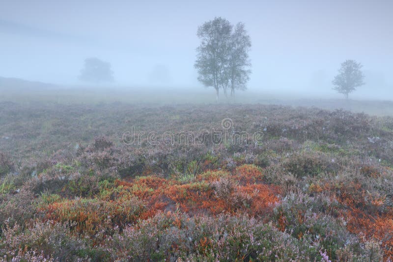 Birch Trees and Orange Burnt Moss in Dense Fog Stock Photo - Image of ...
