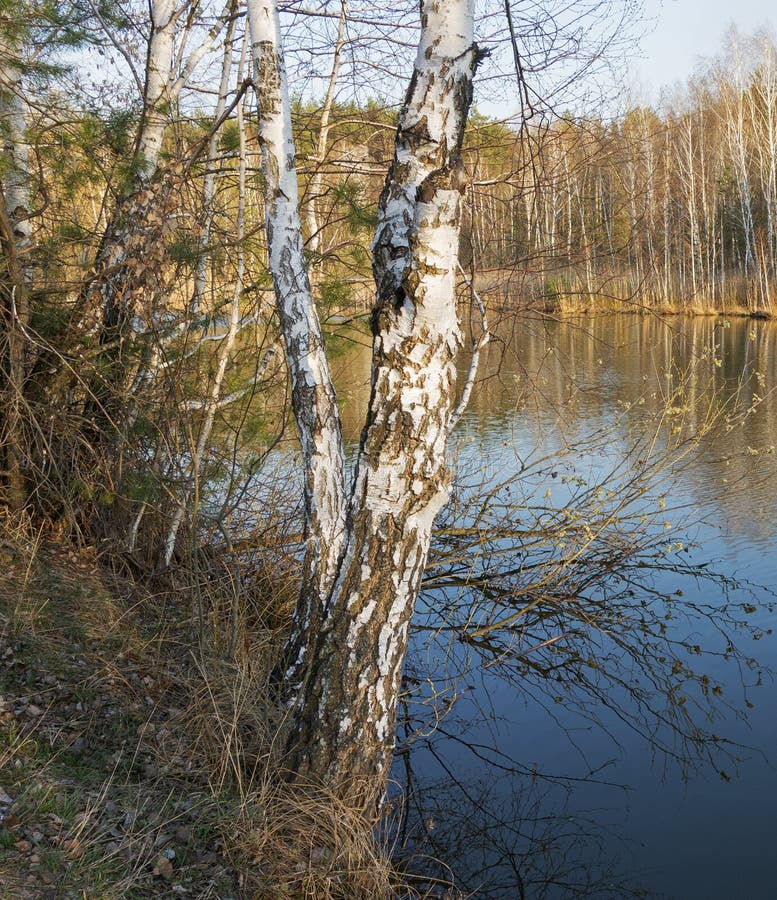 Birch Trees Over the Lake in Spring Stock Photo - Image of grass, tree ...