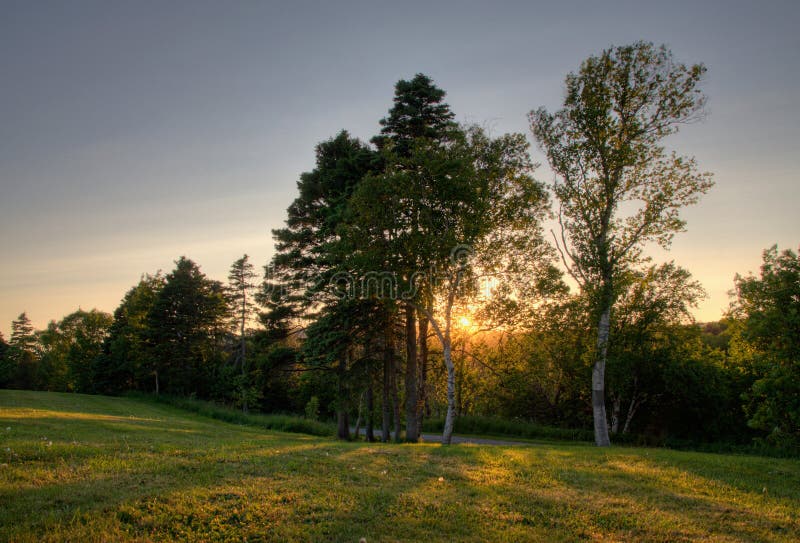 Birch Trees Park Sunset stock image. Image of casts, nature - 62319799