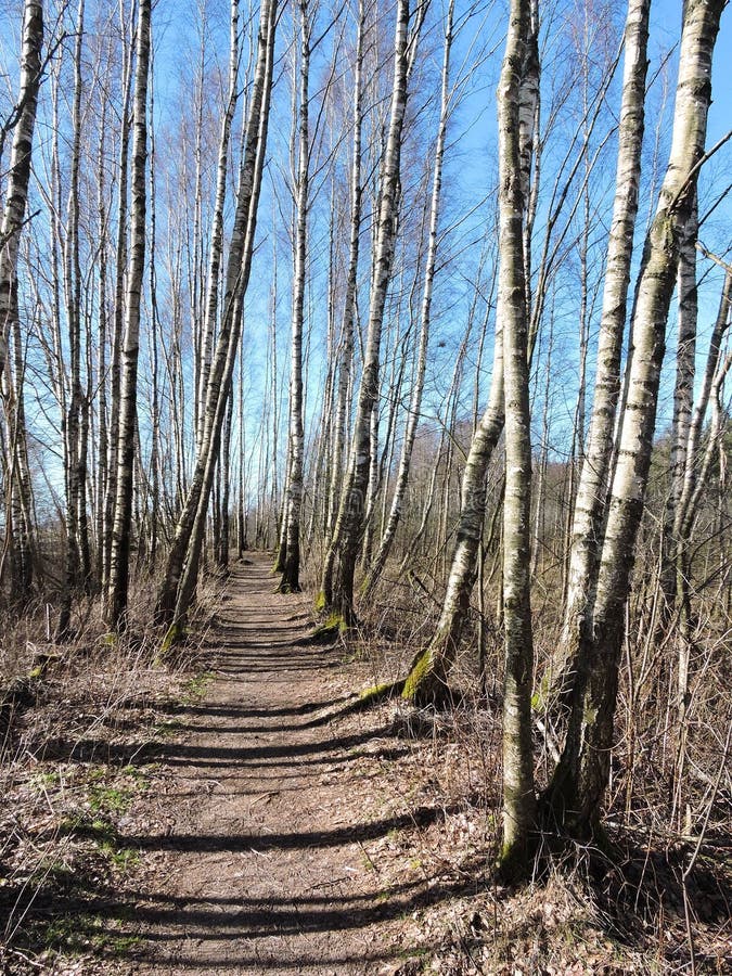 Birch Trees and Path , Lithuania Stock Photo - Image of timber, wood ...