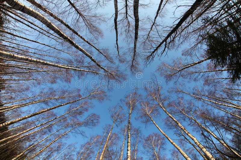 Birch Trees Photographed from Below, Early Spring Stock Photo - Image ...