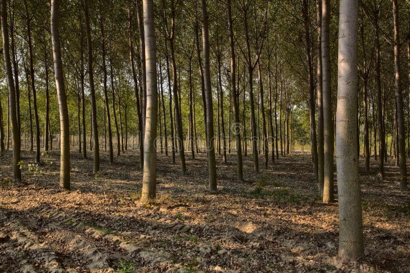 Birch Trees Plantation in Autumn at Noon Stock Image - Image of branch ...