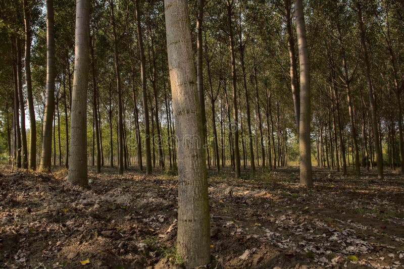 Birch Trees Plantation in Autumn at Noon Stock Photo - Image of flora ...