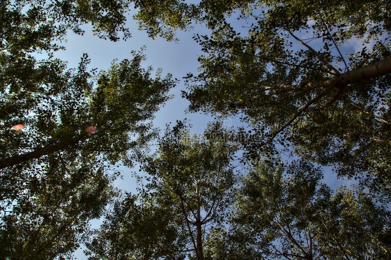 Birch Trees Plantation in Autumn at Noon Stock Image - Image of botany ...