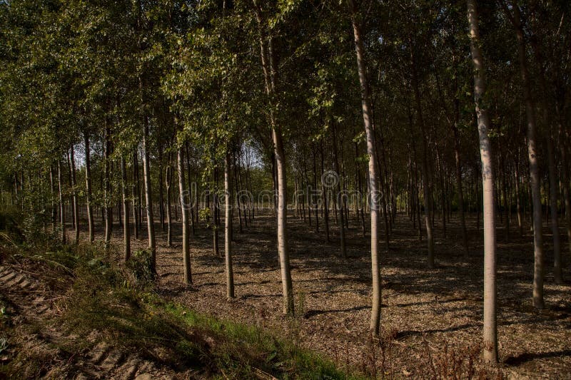 Birch Trees Plantation in Autumn at Noon Stock Image - Image of birch ...