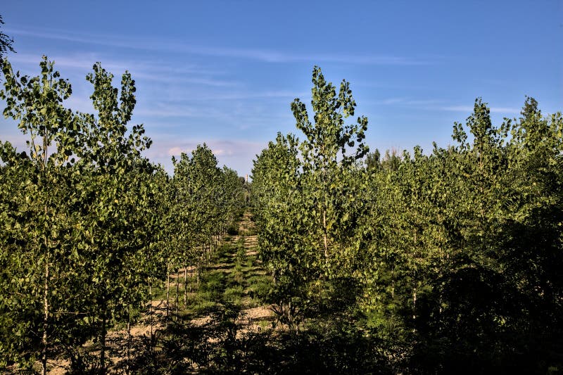 Birch Trees Plantation Seen from Above Stock Image - Image of nature ...