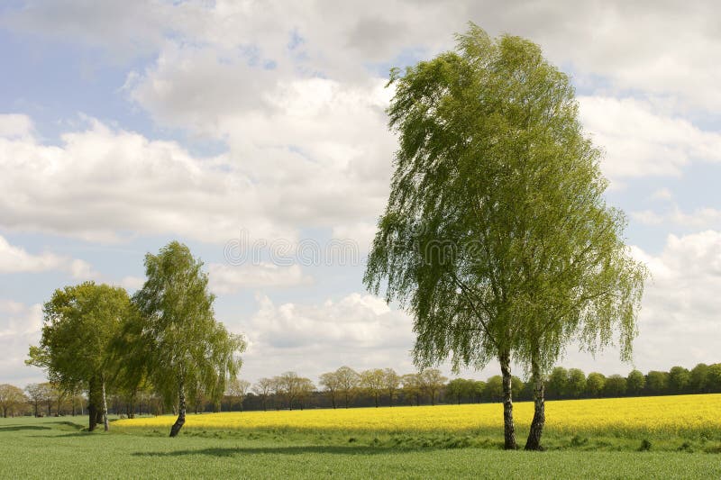 Birch trees and field stock image. Image of wind, birch - 54585651