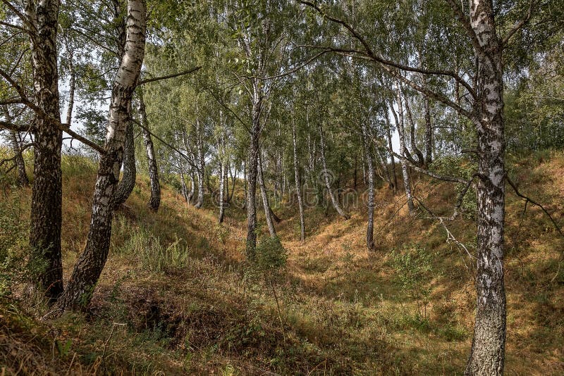 Birch trees in a ravine. stock image. Image of grove - 63154929