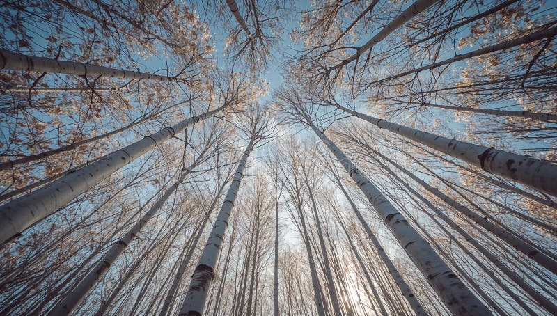 Tall Birch Like Trunks Stock Illustrations – 21 Tall Birch Like Trunks ...