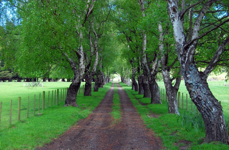 Birch trees on rural road stock image. Image of farmland - 27889107