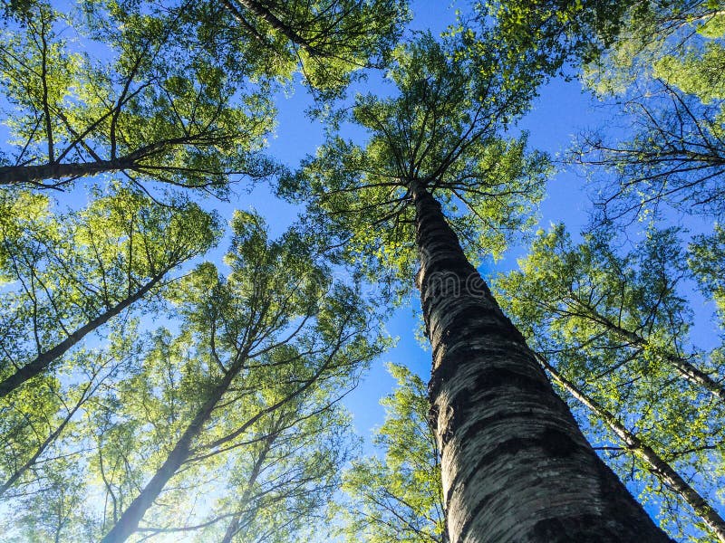 Birch trees stock image. Image of country, beautiful - 71079523