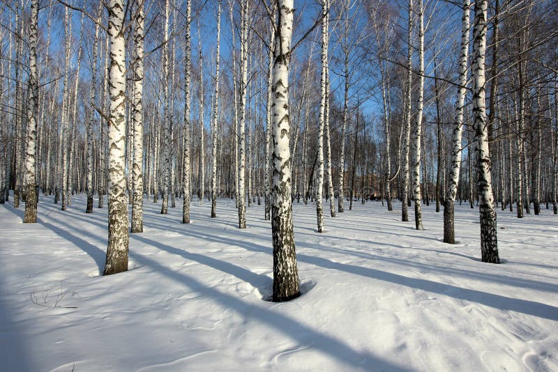 Birch Trees in the Setting Sun in the Winter Park Stock Image - Image ...