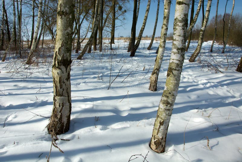 Birch Trees and Shadows on the Snow Stock Image - Image of blue ...