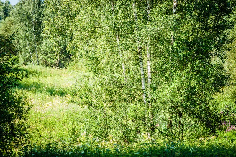 Summer Grass Haiku stock image. Image of artistic, matsuo - 77305865