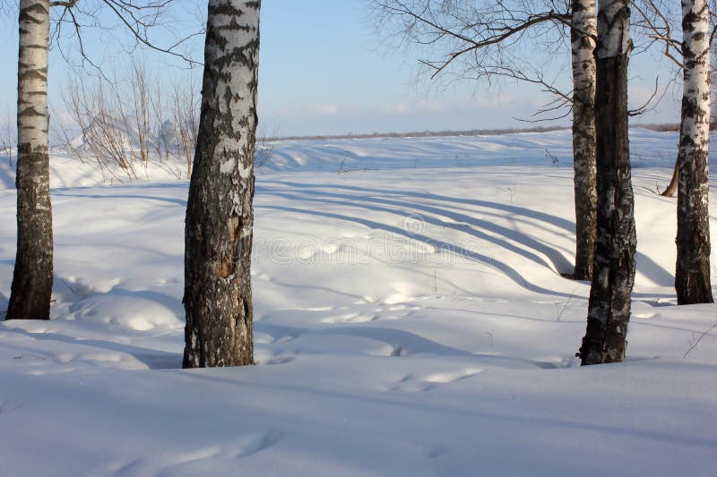 Birch Trees and Snow in Winter Forest Stock Photo - Image of woodland ...