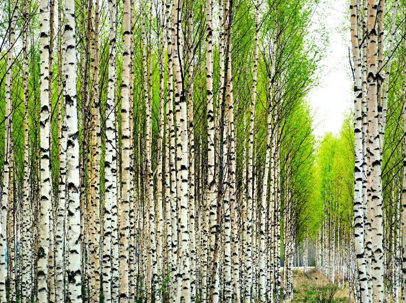 Birch trees in spring stock photo. Image of season, foliage - 25606820