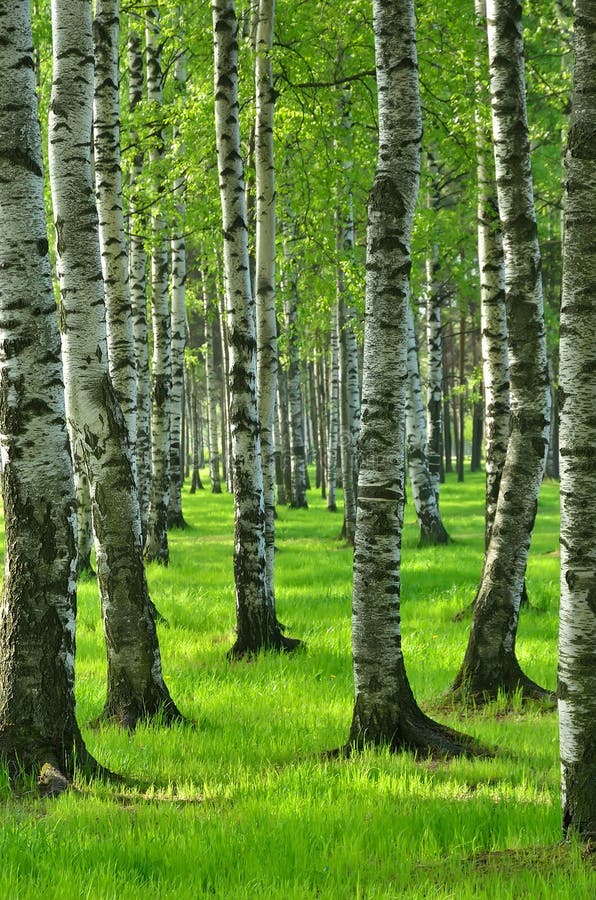 Birch trees in spring stock photo. Image of europe, grass - 42208736