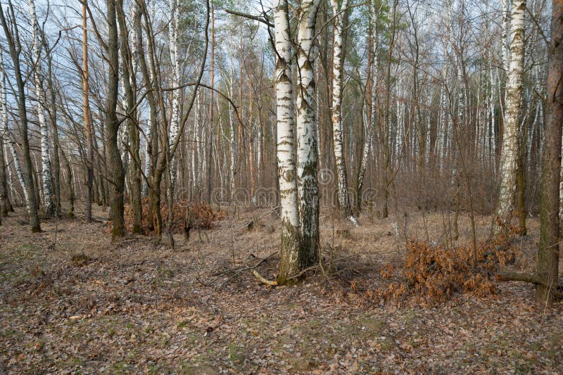 Birch Trees in Spring Fores Stock Image - Image of spring, springtime ...