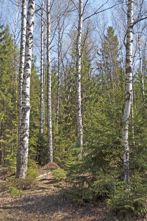 Birch Trees in Spring Forest Stock Image - Image of bare, land: 39538277