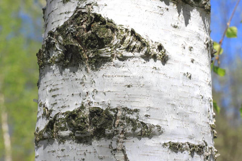 Birch Trees in Spring in Forest Stock Image - Image of light, outdoor ...
