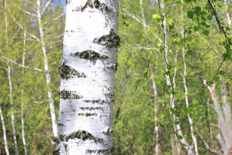 Birch Trees in Spring in Forest Stock Image - Image of forest, closeup ...