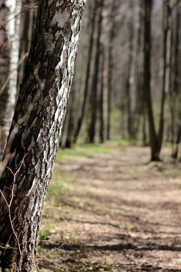 Birch Trees in the Forest in May Stock Photo - Image of nature, leaves ...