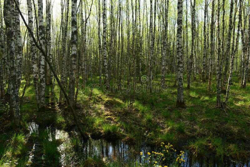 Birch Trees of the Spring Forest in the Shadows and the Light of the ...