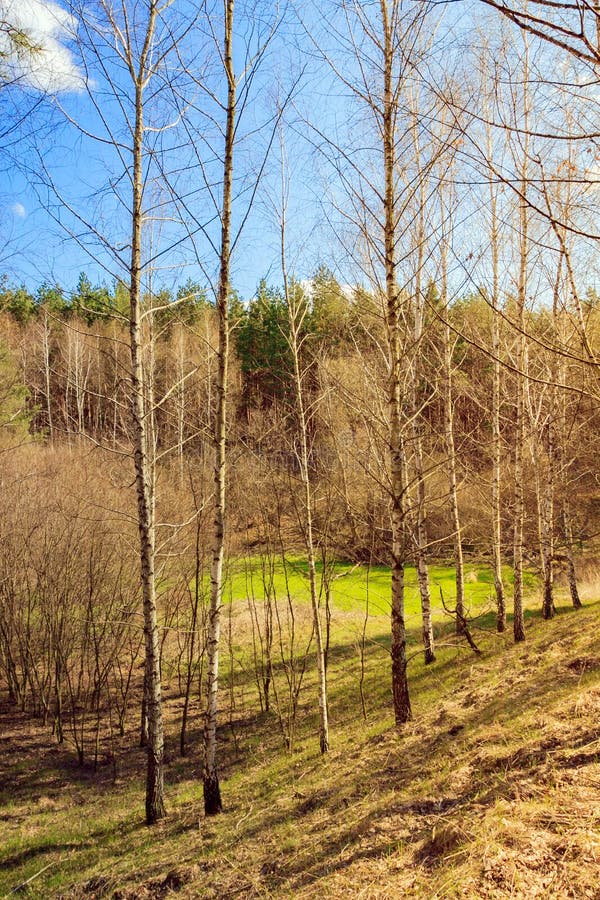 Birch Trees in the Spring Forest Stock Image - Image of green, life ...