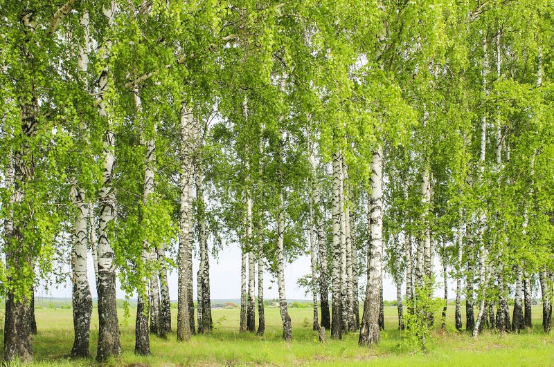 Birch trees in spring stock photo. Image of edge, crust - 30401158