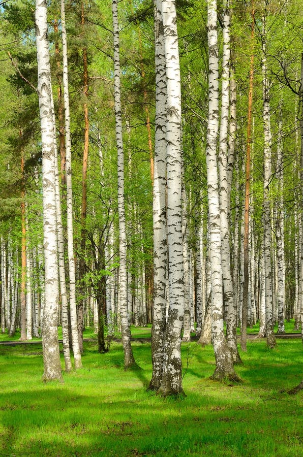 Birch trees stock photo. Image of landscape, light, dark - 31274022