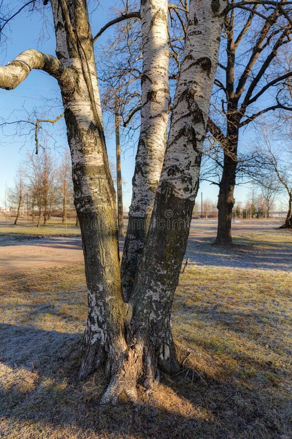 Birch trees in spring park stock image. Image of woods - 167379137