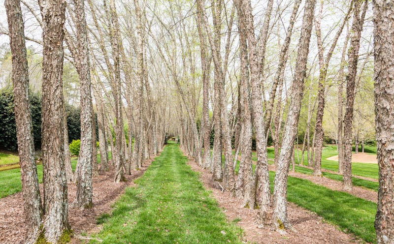 Birch Trees in Spring stock image. Image of landscape - 80076191