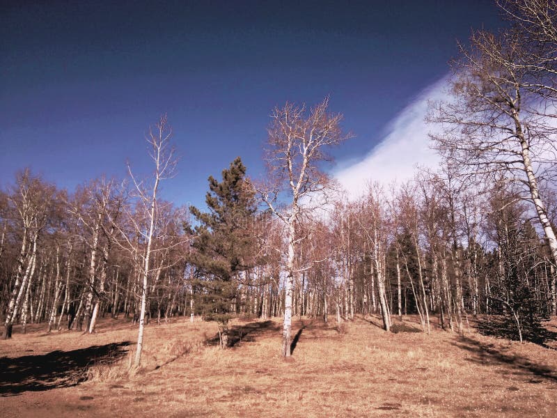 Birch Trees with a Spruce Street on a Bright Blue Horizon Stock Image ...