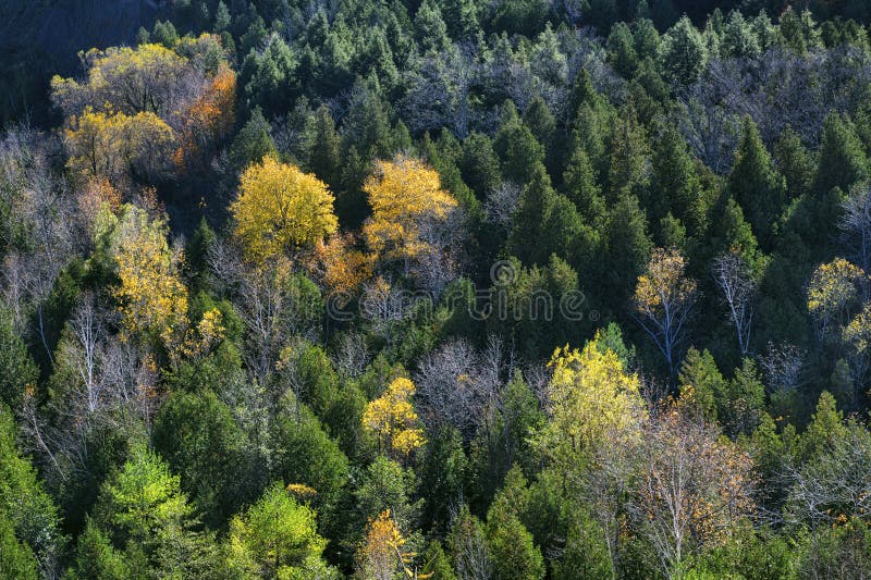 The Birch Trees Stand Out in the Pine Forest Stock Image - Image of ...