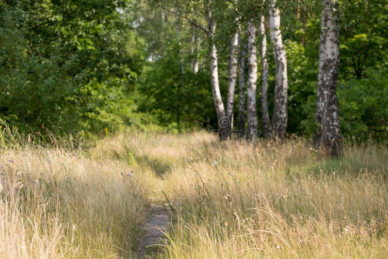 Birch Trees in Summer Forest, Poland Stock Photo - Image of leaf ...