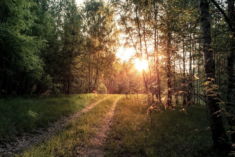 Birch Trees in a Summer Forest on Sunrise Stock Image - Image of ...