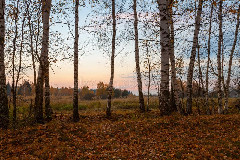 Birch trees at sunset stock image. Image of grass, scenery - 73212929