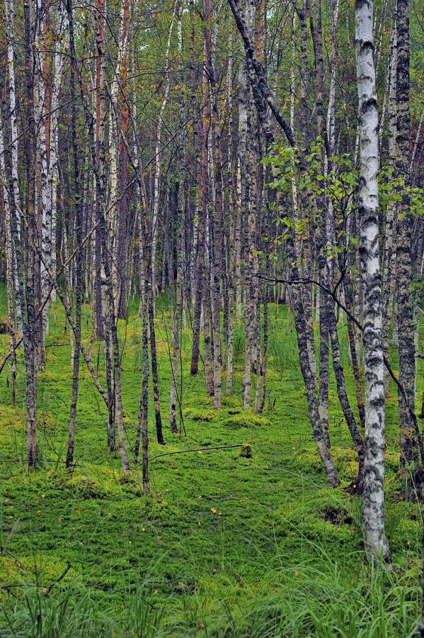 Birch trees in a swamp stock photo. Image of flood, reflection - 69801806