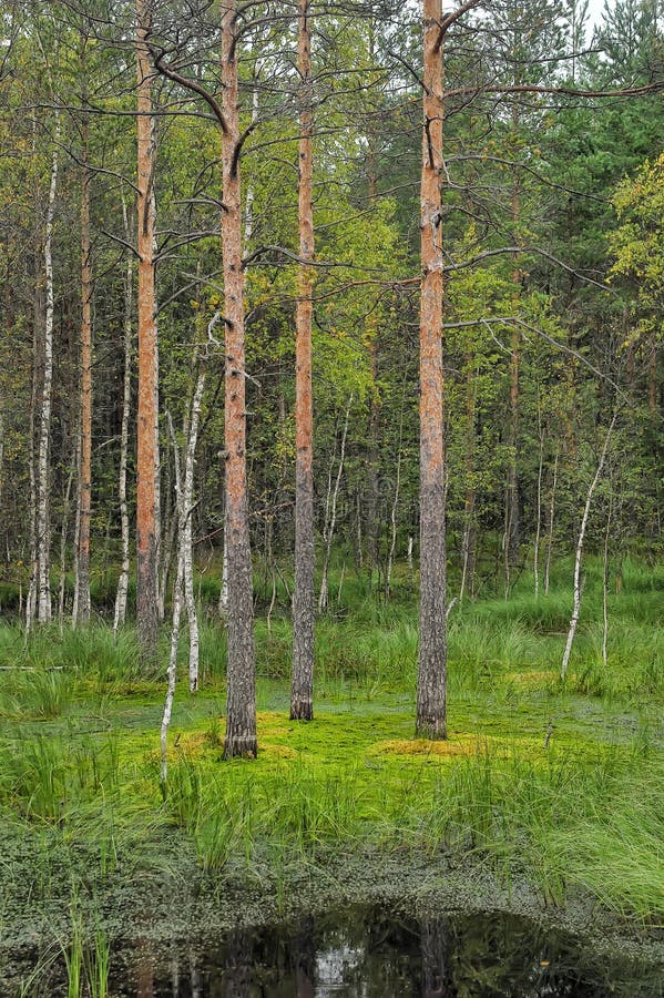Birch trees in a swamp stock image. Image of panorama - 34929461