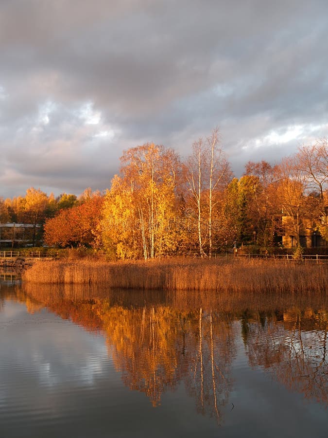 Birch Trees and Their Reflections on Sunrise Stock Image - Image of ...