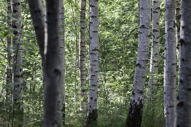 Birch Trees in Thick Forest Showing Some Depth of Field Stock Photo ...