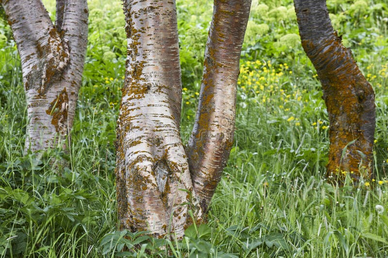 Birch Trees Trunks. Green Nature Background. Iceland Nature Stock Photo ...