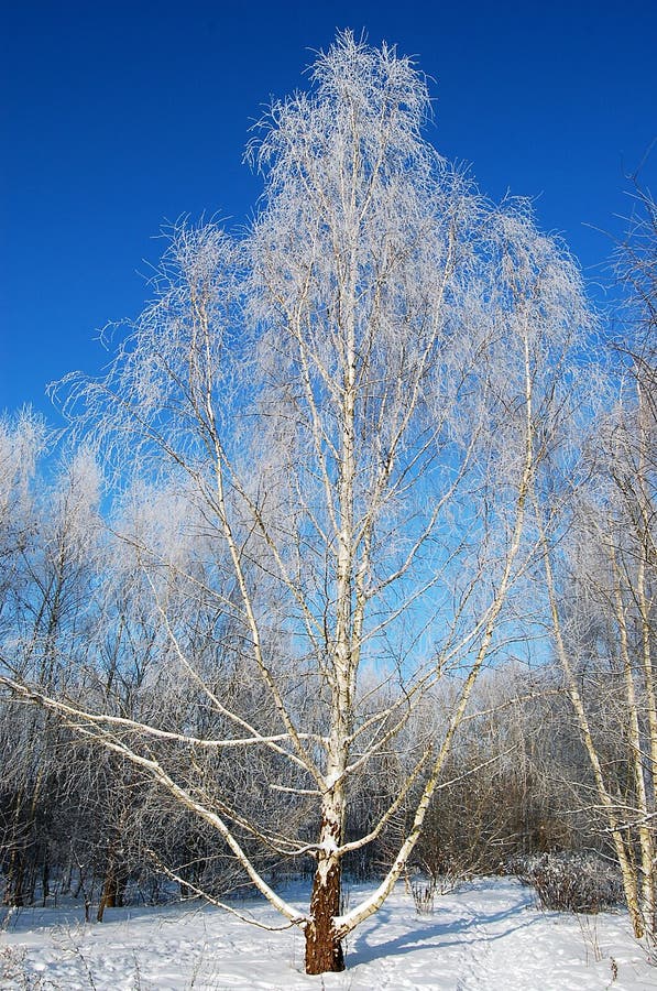 Birch trees under snow stock image. Image of scene, peaceful - 97790965