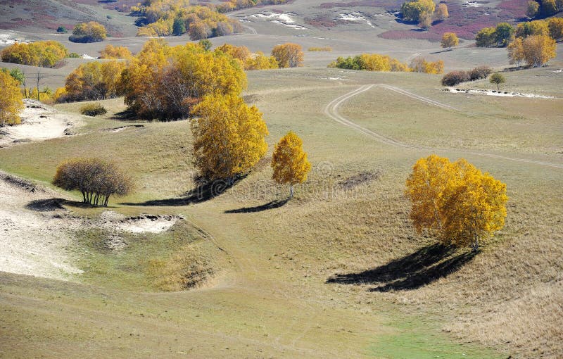 Birch Trees in Upland Field Stock Photo - Image of road, ground: 33830206