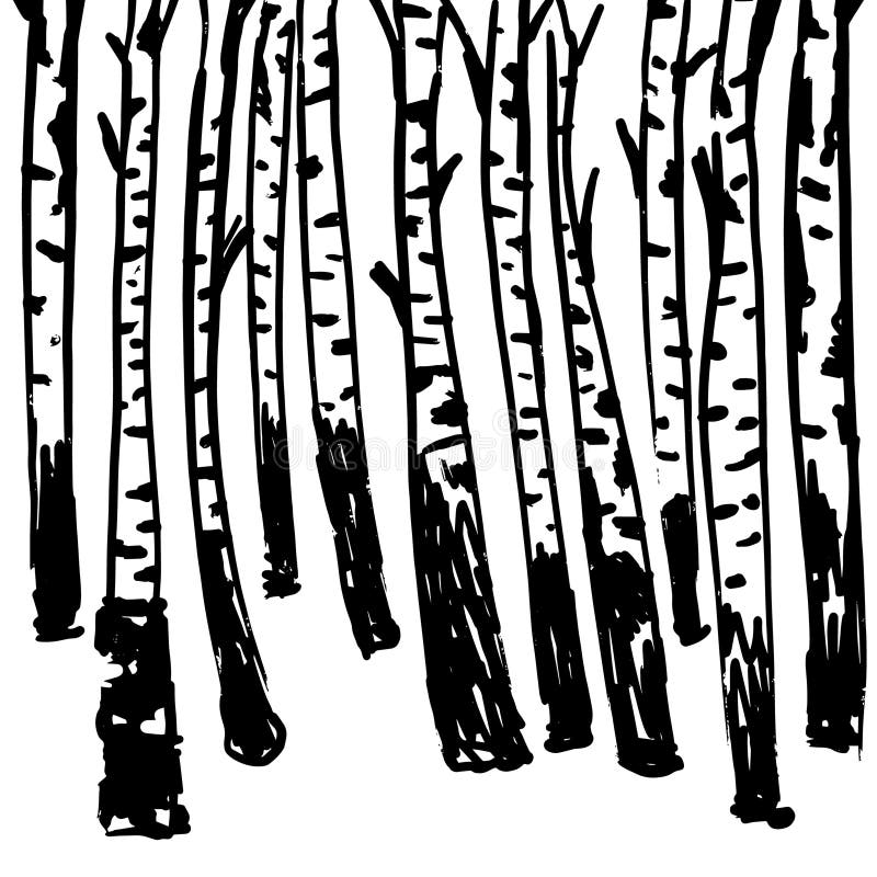 Birch Trees. Vector Background. Hand Drawn Vector Illustration in ...